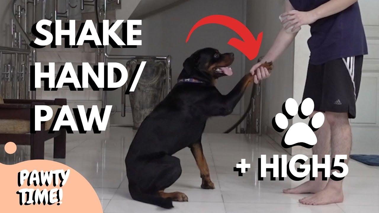 Teach Your Dog To Shake Hand & High Five! - YouTube