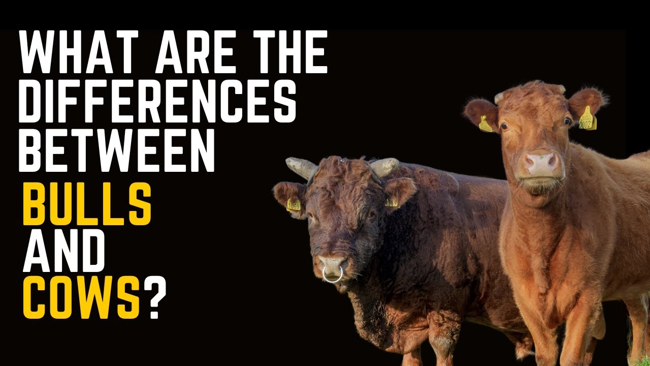 What are the differences between Bulls and Cows? - YouTube