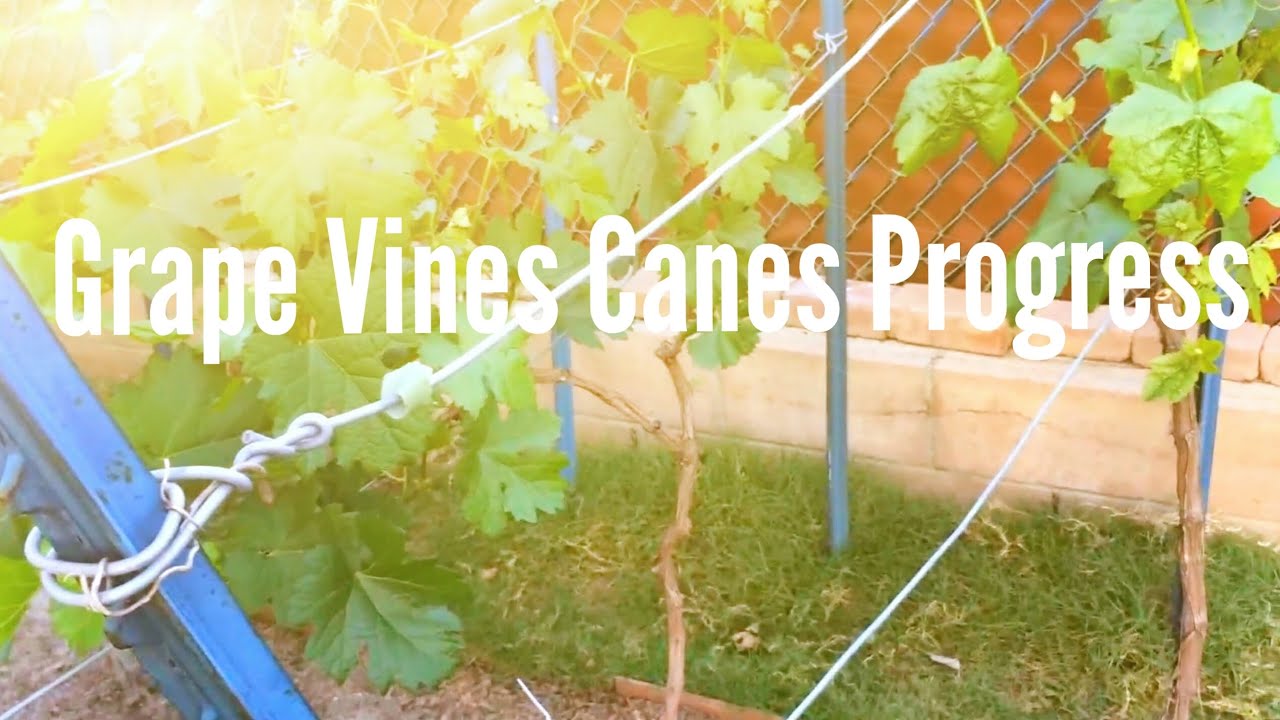 Grapes Vines Canes Progress Update 03-30-15 (High Density Espalier ...