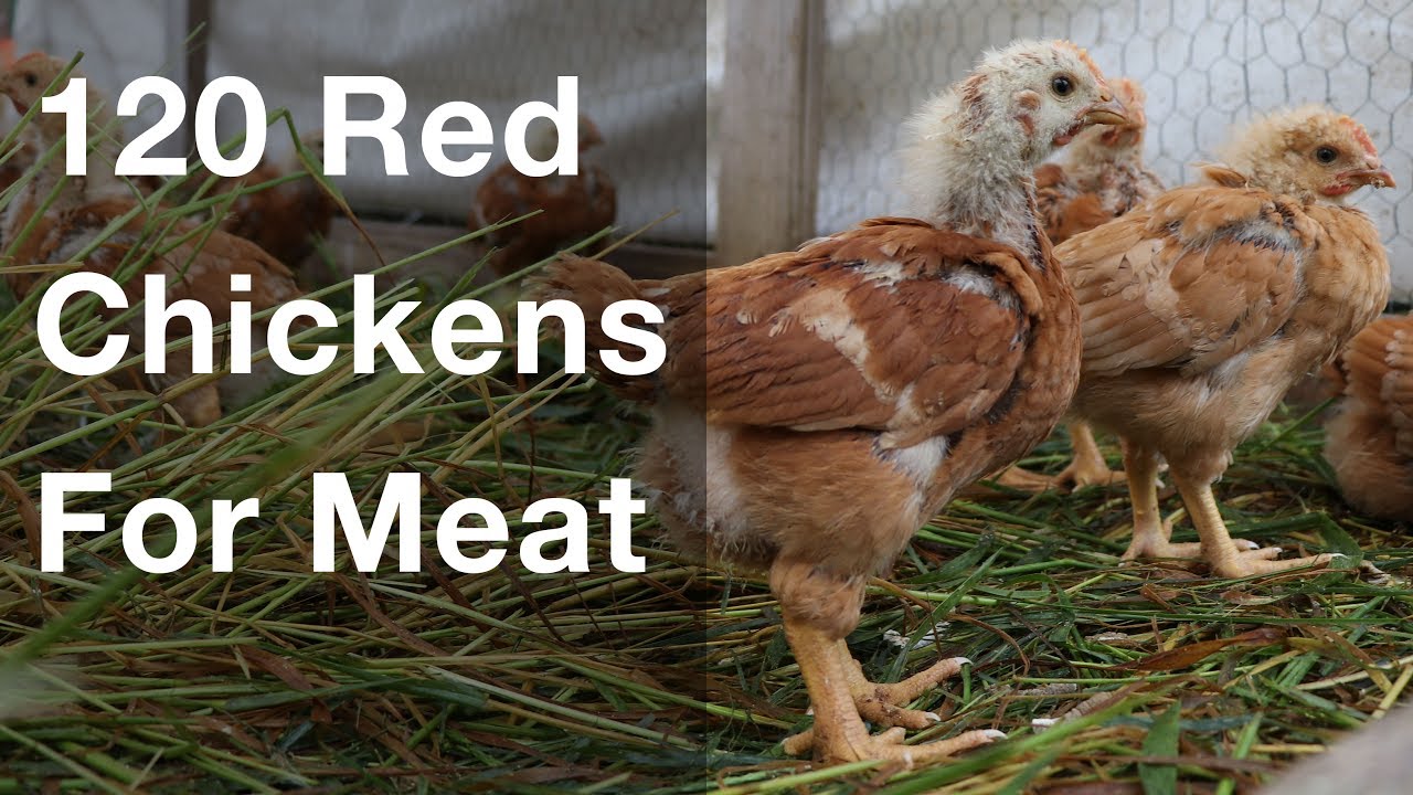 120 Red Rangers in Chicken Tractors - YouTube