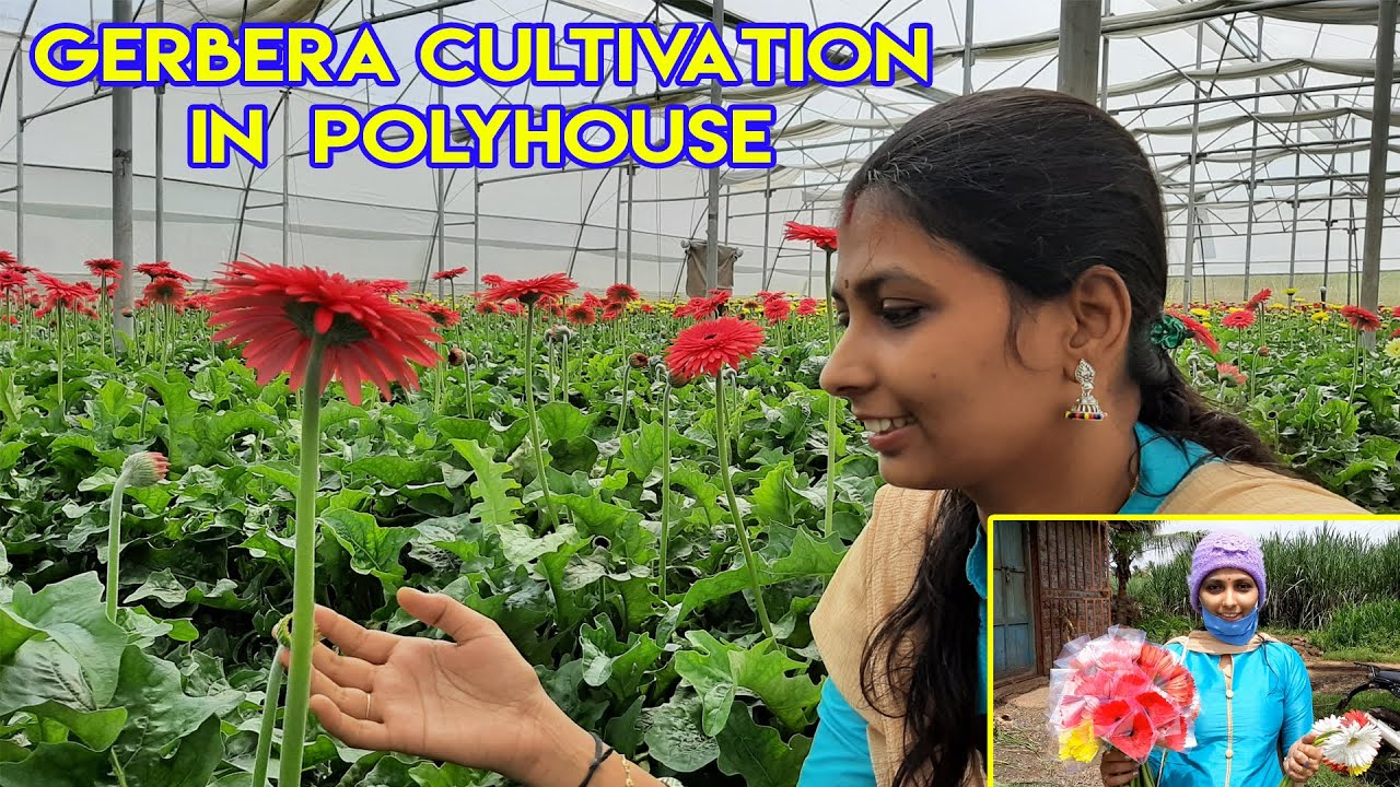 ജെര്‍ബറ||Visiting to a "Beautiful Gerbera Farm" || Cultivation In ...
