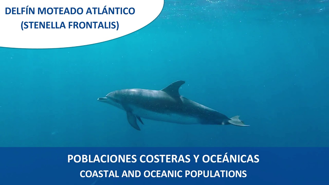 3 DELFÍN MOTEADO DEL ATLÁNTICO - YouTube