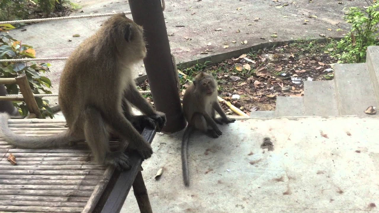 Monkeys outside - YouTube