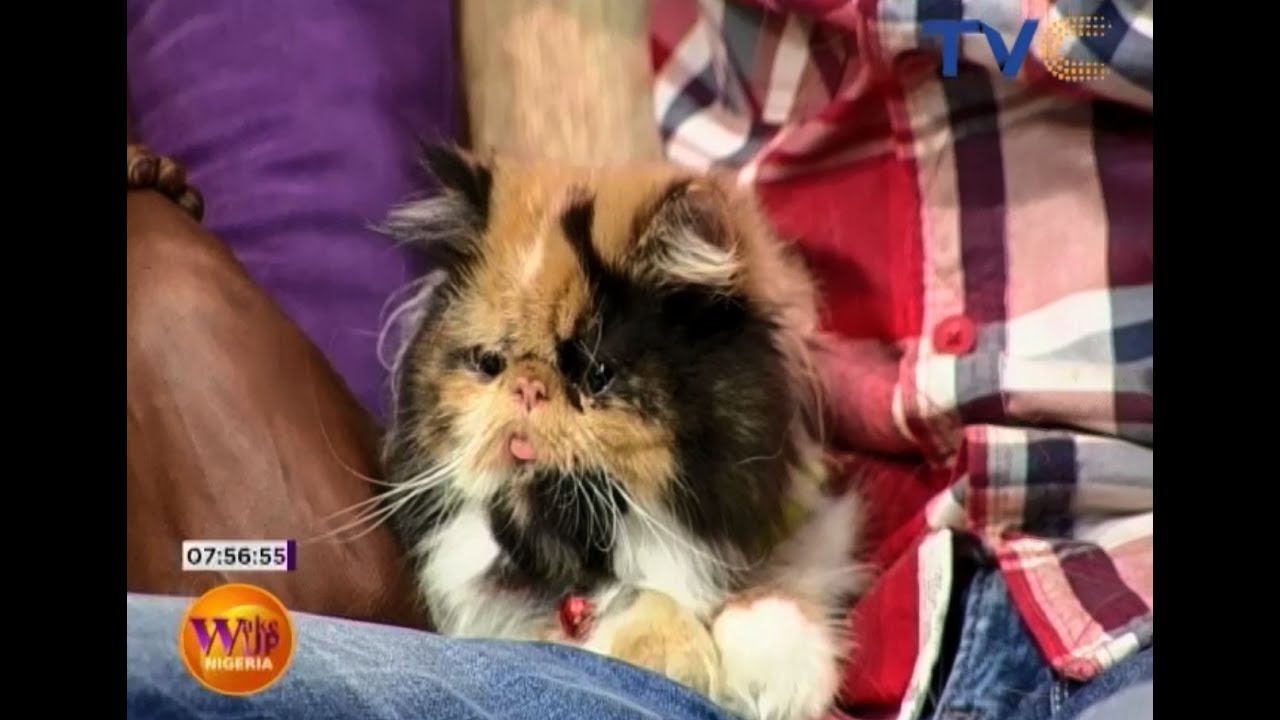 Amazing Facts About Cats | Wake Up Nigeria - YouTube