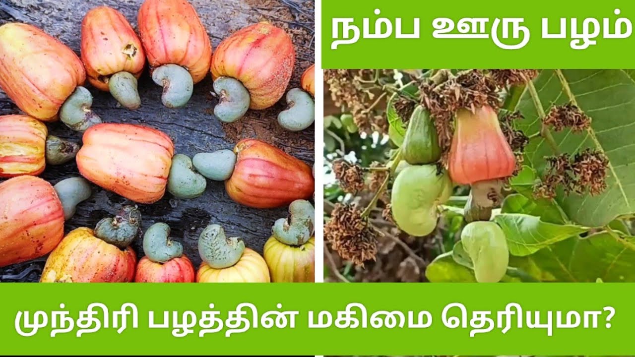 munthiri palam, முந்திரி பழம் - YouTube