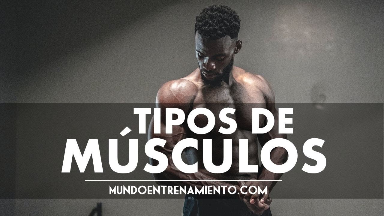 Conoce todos los TIPOS de MÚSCULOS [2021] - YouTube
