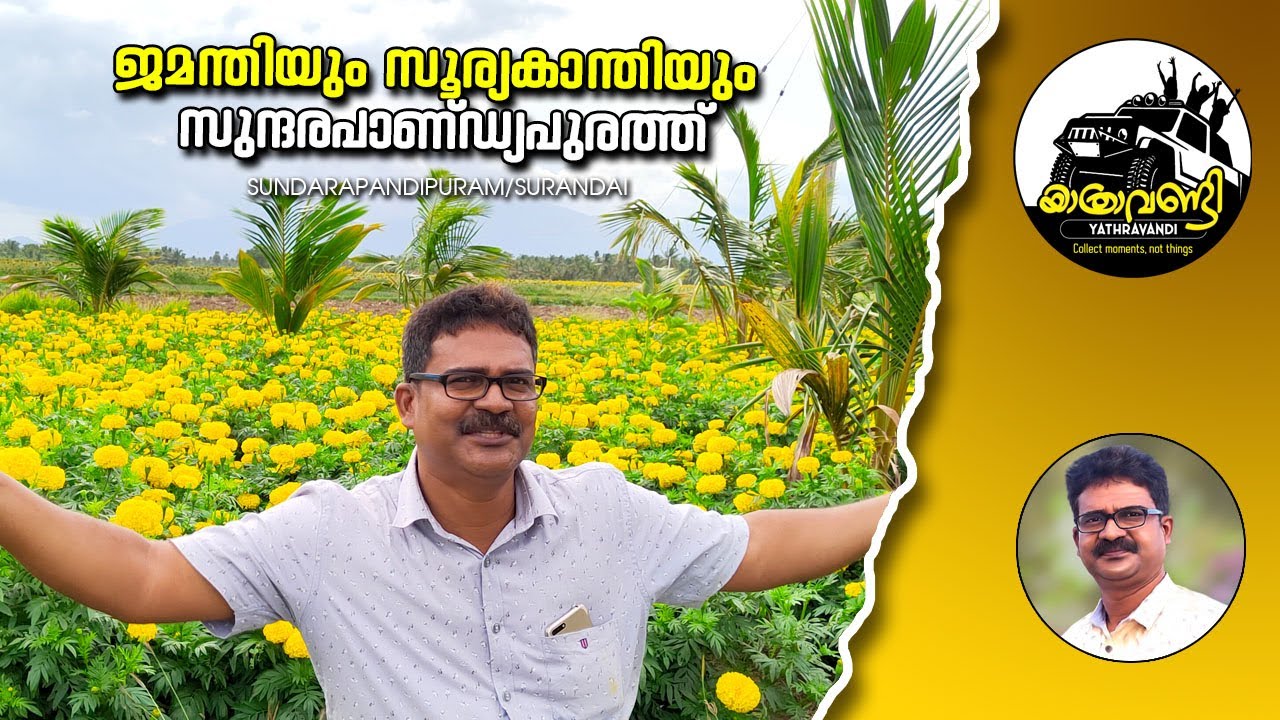 Sunflower Fields/Sundarapandipuram/Surandai - YouTube