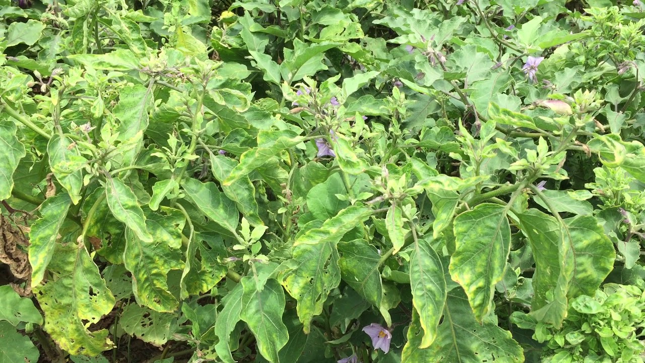 Brinjal little leaf disease - YouTube