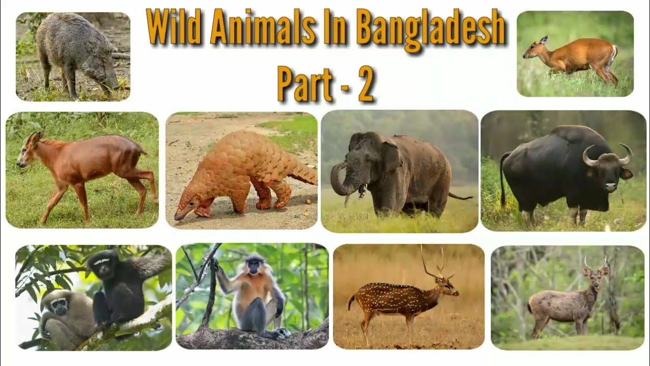 Wild Animals In Bangladesh | Part 2 - YouTube