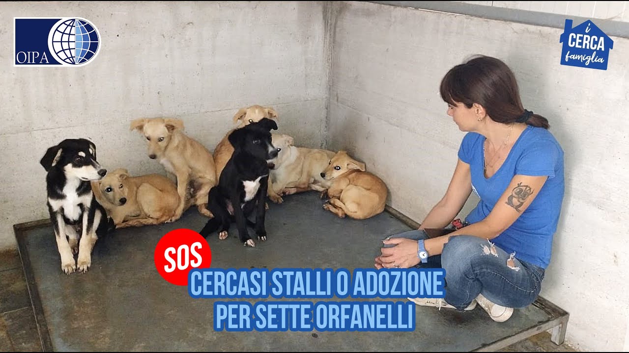 I CERCAFAMIGLIA: SOS CERCASI STALLI O ADOZIONE PER SETTE ORFANELLI ...