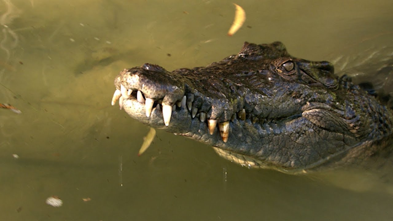 Surviving Crocs, Gators and Rogue Hippos | Human Prey - YouTube