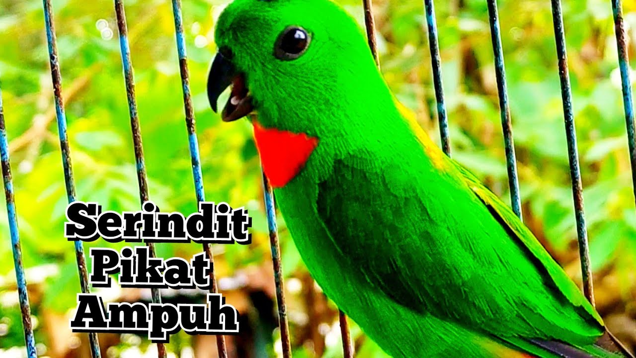 suara serindit pikat gacor & serindit hutan lansung datang - YouTube