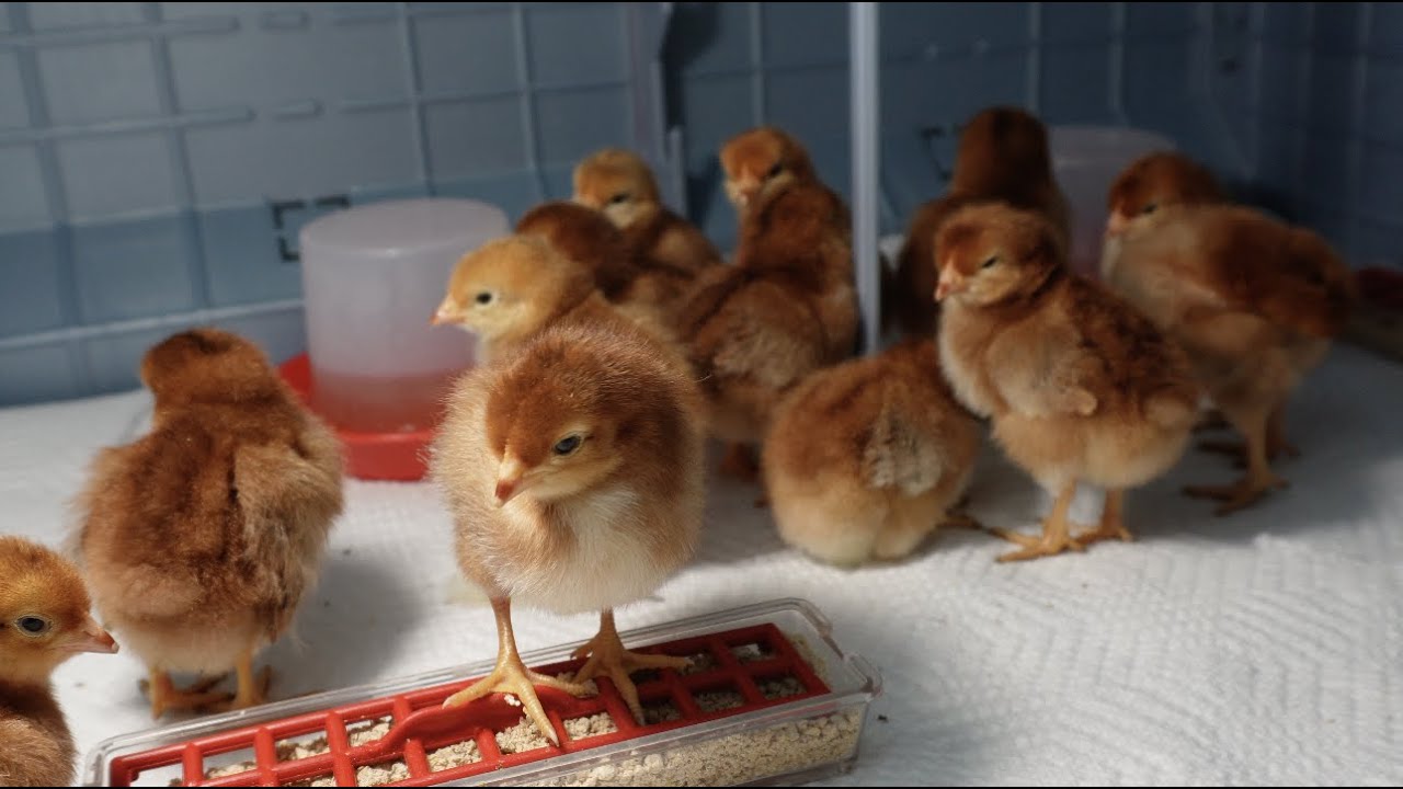 Welcome home baby chicks! Hatching Time Brooder review - YouTube