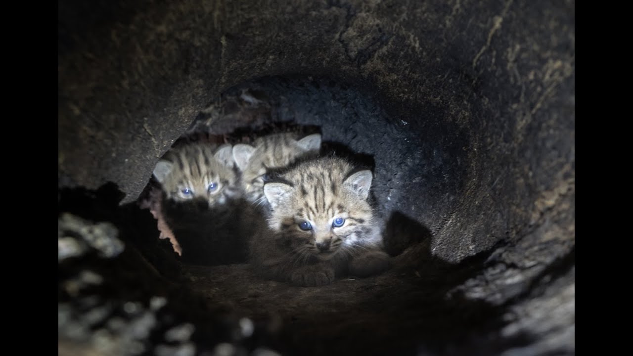 Local Bobcat Gives Birth To Three Kittens in Unique Location. - YouTube