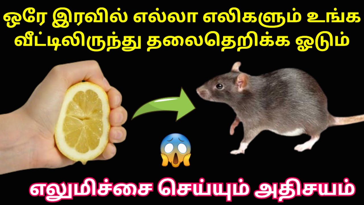 எலி தொல்லையா? இனி ஜென்மத்துக்கும் வீட்டு பக்கம் வராது|rat tips|eli ...