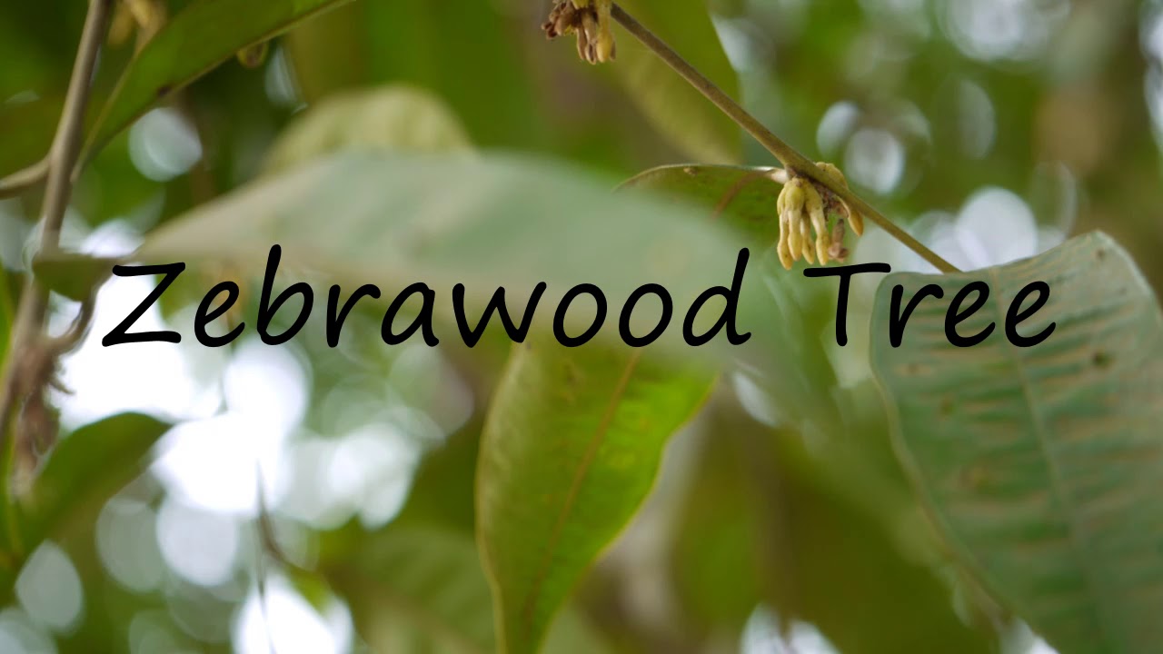 How to Pronounce Zebrawood Tree? - YouTube