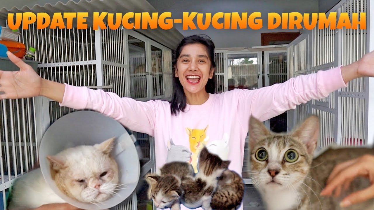 KUCING SAKIT-SAKITAN, KUCING HAMIL, KUCING LAHIRAN, KUCING TA KAU CING!! - YouTube