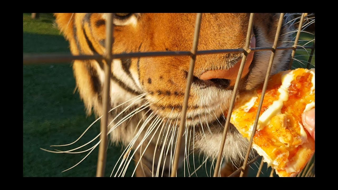 Tigers reaction to pizza - YouTube