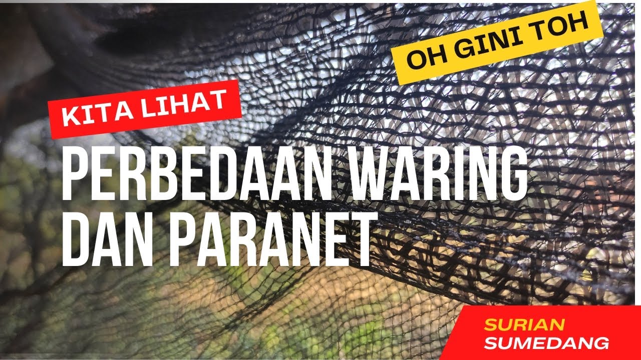 PERBEDAAN WARING DAN PARANET - YouTube