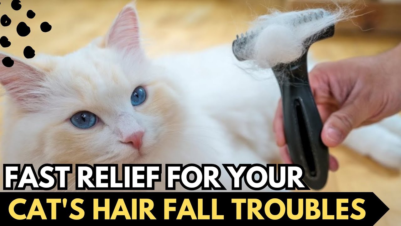 How to Quickly Stop Cat’s Hair Fall Problem? Natural Solution - YouTube