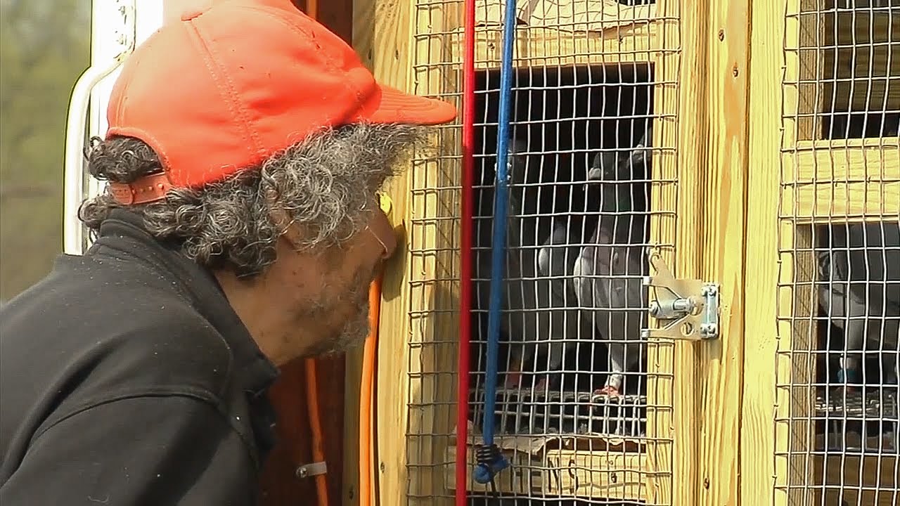 Pigeon Racing: Meet the characters behind this unique sport - YouTube