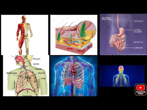 Explain How the Different Organ Systems Work Together. - YouTube