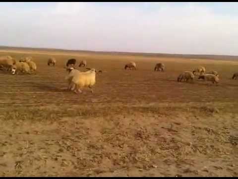 KOÇ dövüşü - معركة الكبش