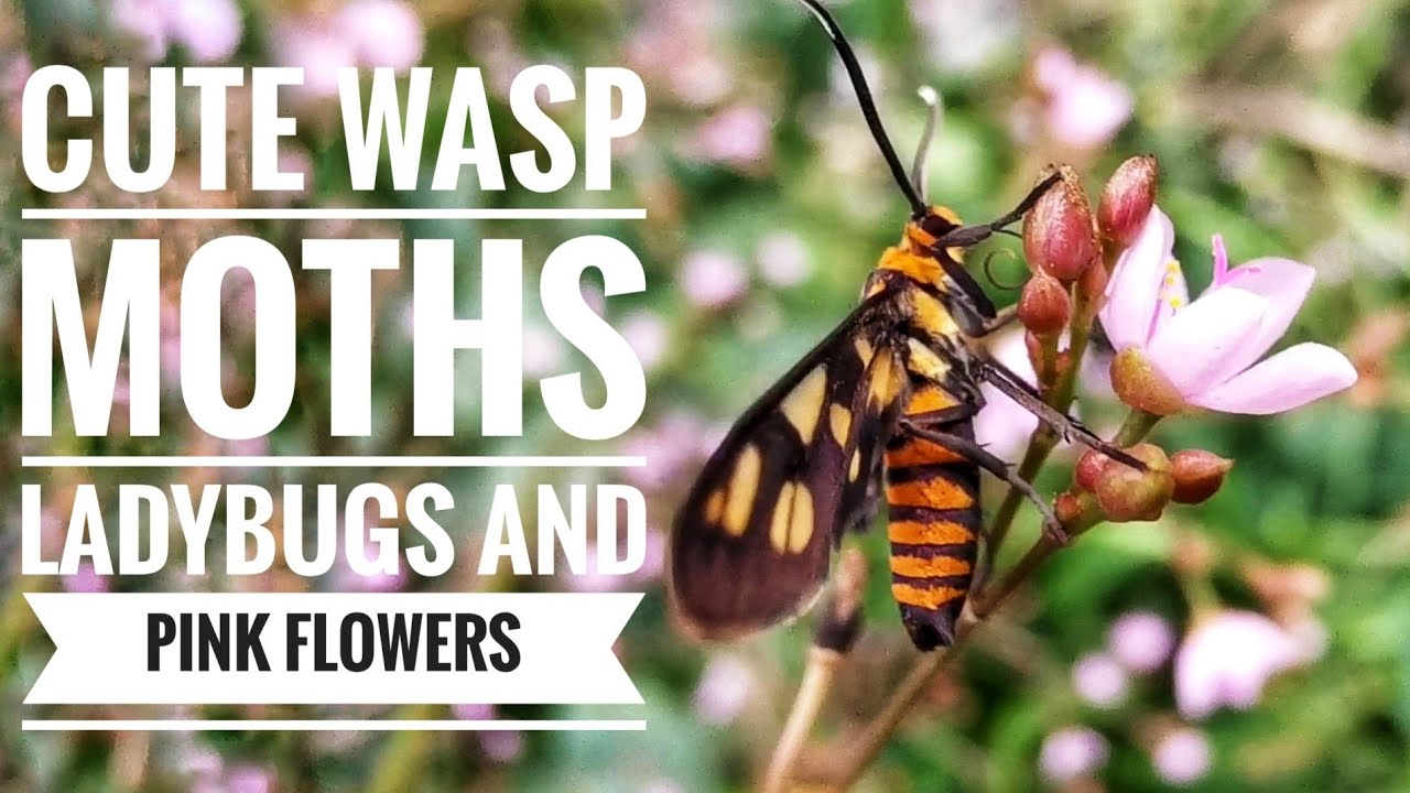 Cute Wasp Moths, Ladybugs and Pink Flowers @NM-Land - YouTube