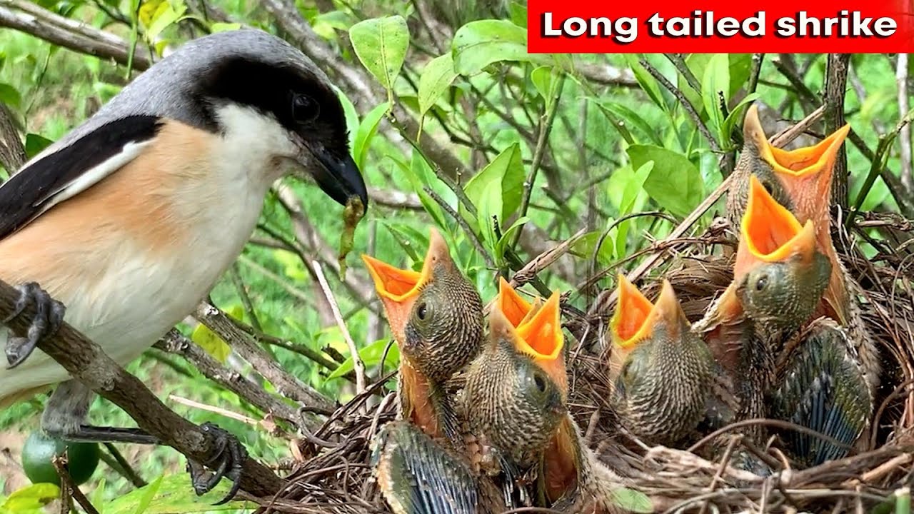 Baby Chicks eat more - Long Tailed Shrike Day 9 Feeding - YouTube