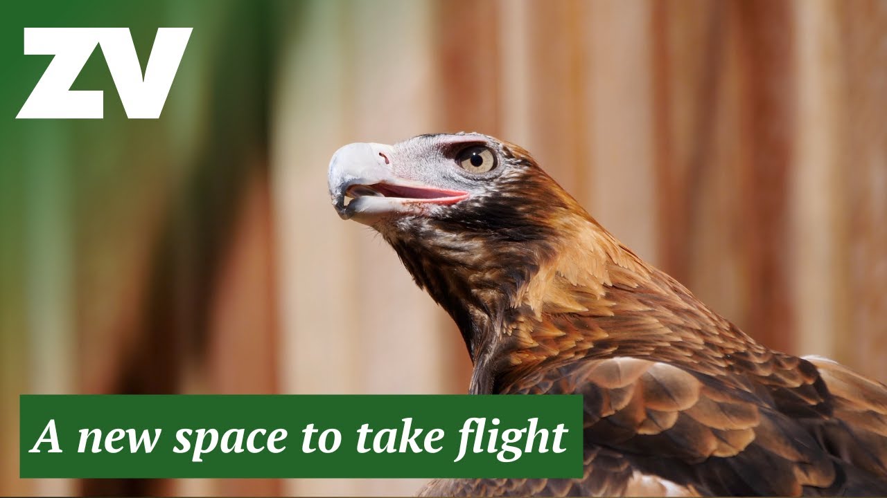 A sneak peek of the new Raptor Rehabilitation Centre - YouTube