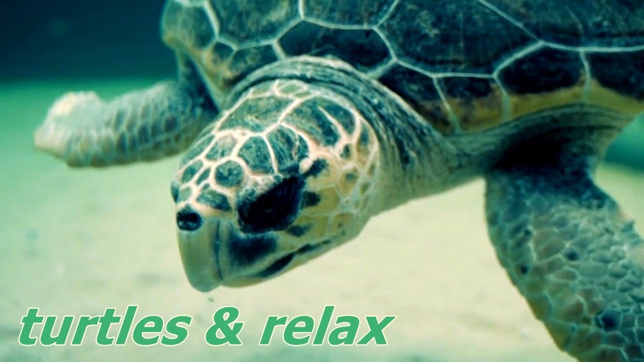 Turtles and relax music - for stress relief, good mood, relaxation ...