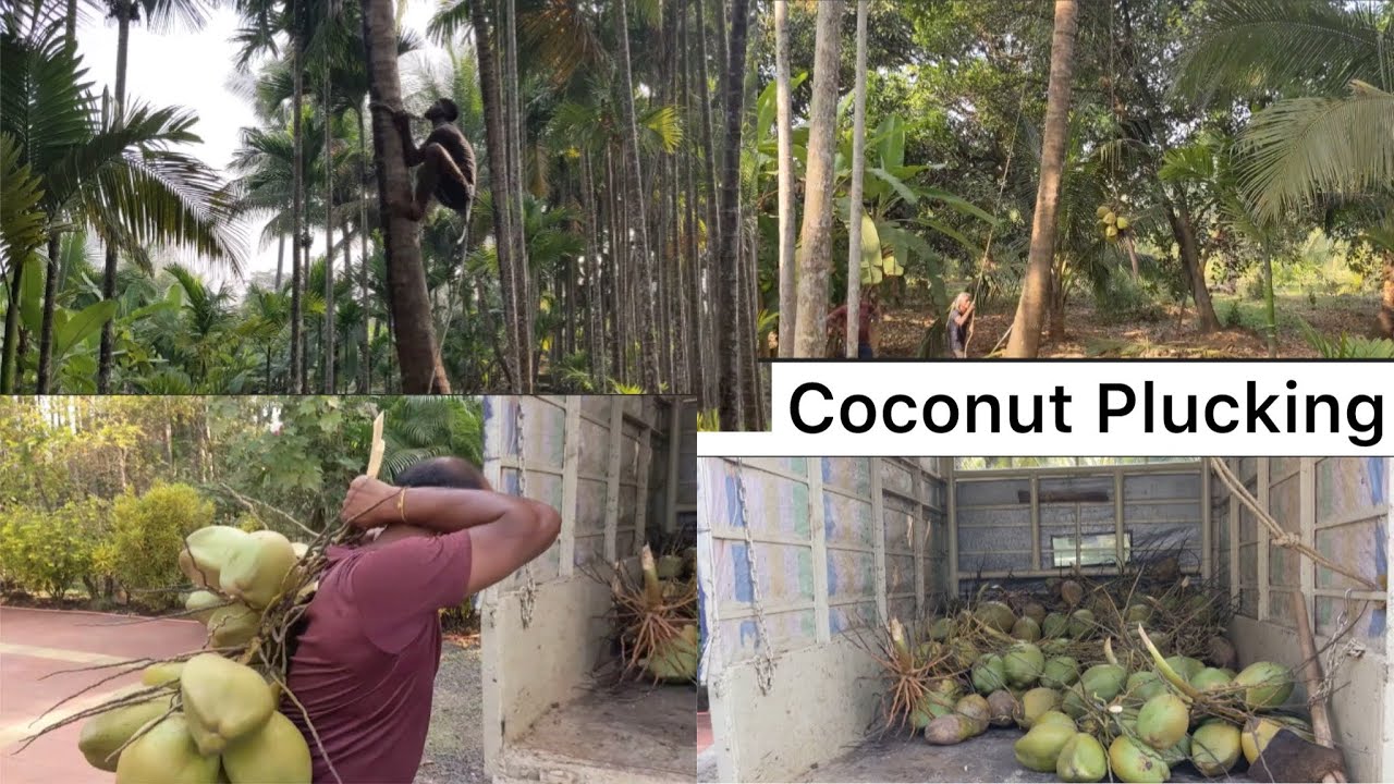Coconut plucking from tree | Coconut harvesting | How to get down coconut | Nagaon | Alibag ...