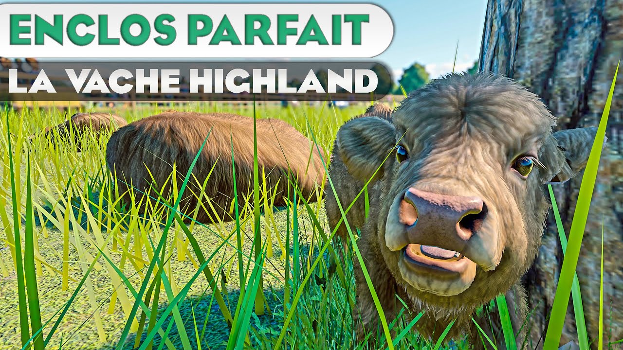 Habitat des Vaches Highland | LES ENCLOS PARFAITS : ÉPISODE 150 ...