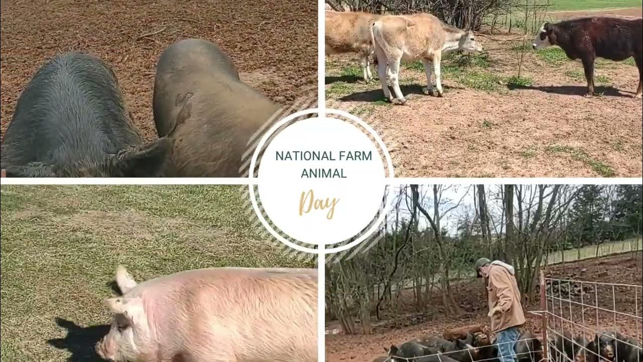 National Farm Animal Day - YouTube