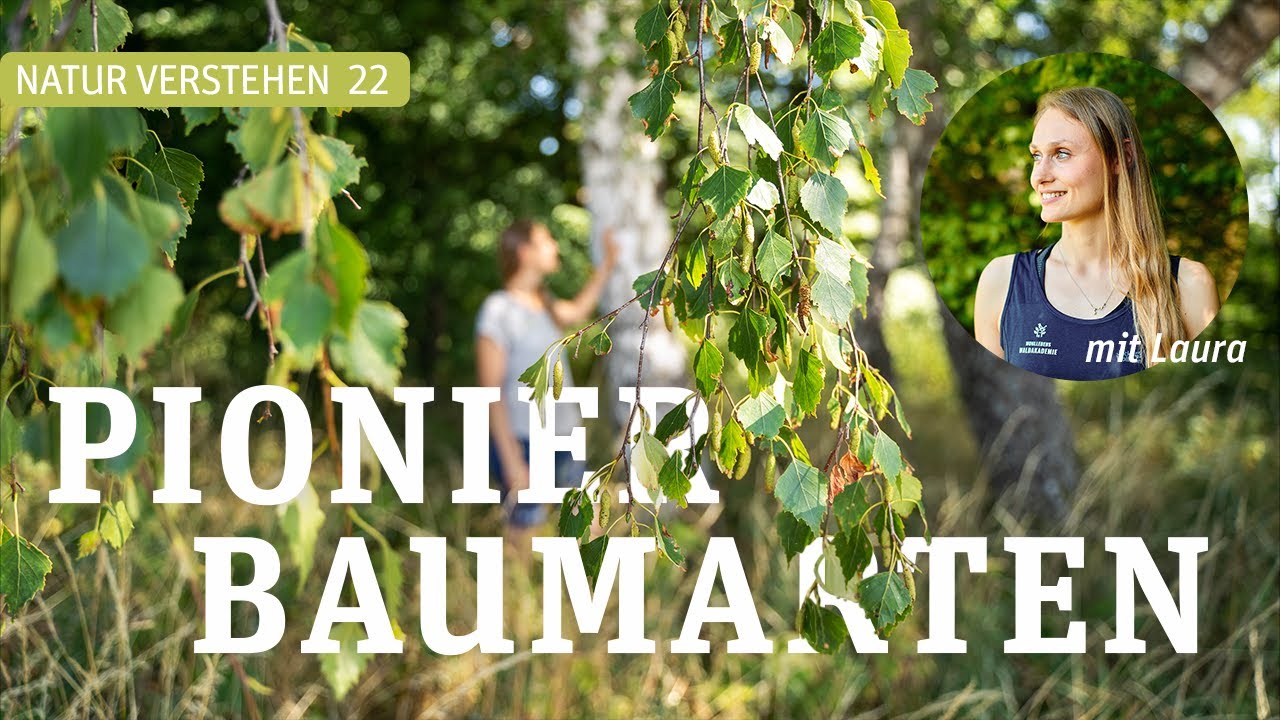 Was sind Pionierbaumarten? - YouTube