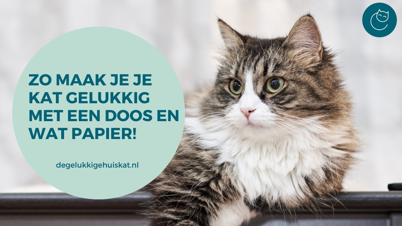 ZO MAAK JE JE KAT GELUKKIG MET EEN DOOS EN WAT PAPIER! - De gelukkige ...