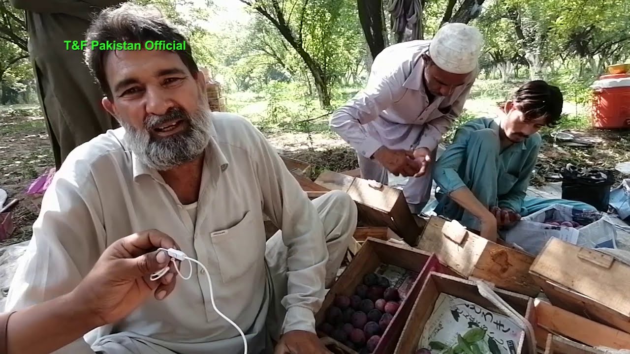 Fresh Plum (Alucha , Alubukhara) T&F Pakistan - YouTube