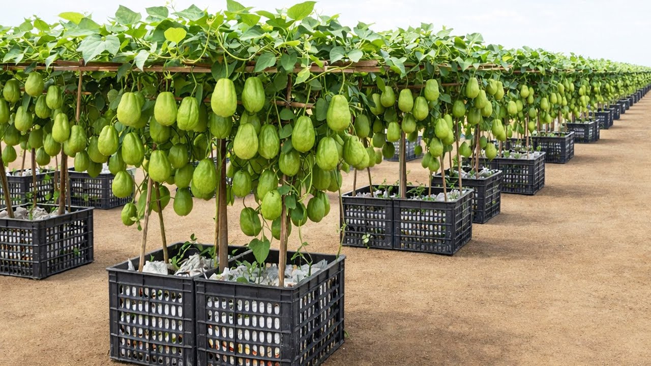 Plastic Container Chayote Method That Transforms a Balcony Farm - YouTube