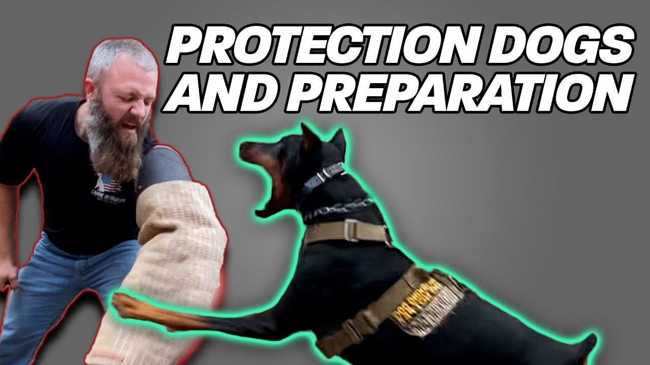 Protection Planning and Protection Dogs - PTP #76 - YouTube