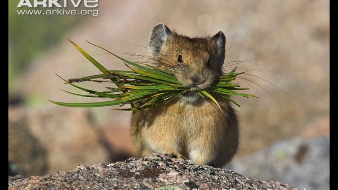 American pika calling - YouTube