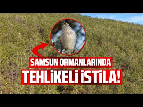 Samsun'da istilacı tırtıl tehlikesi