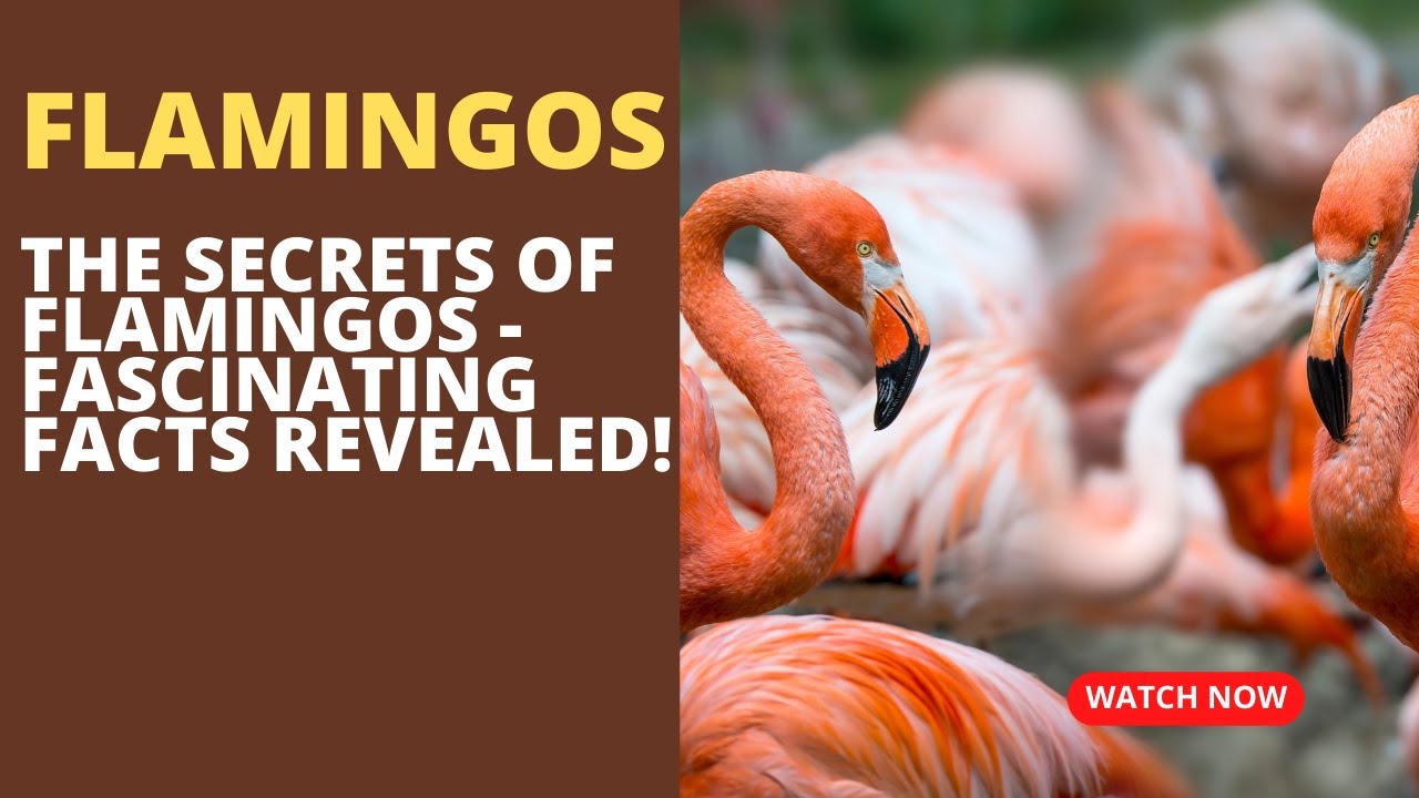 9 Amazing Facts About Flamingos! Why Are Flamingos Pink? And More ...