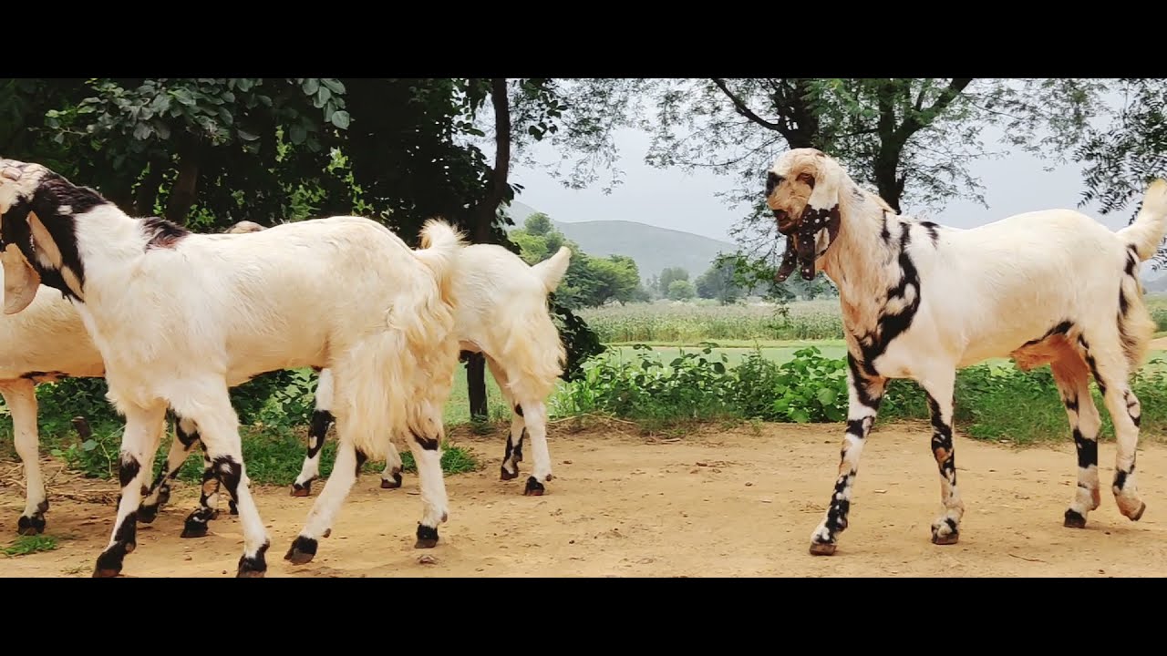 Biggest Khassi Goat | Totapuri bakra | Totapari Khassi Goat - Mama ...