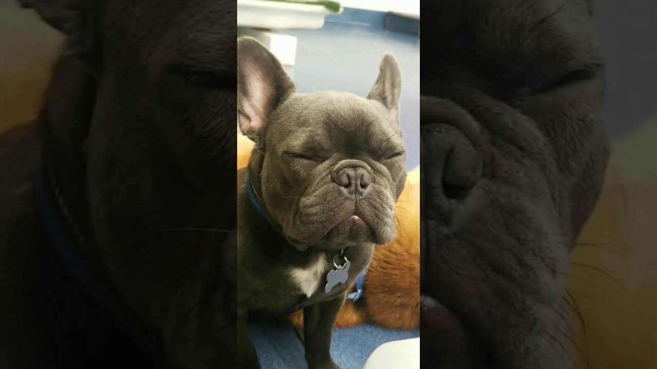 Sleepy Puppy Struggles to Stay Awake || ViralHog - YouTube