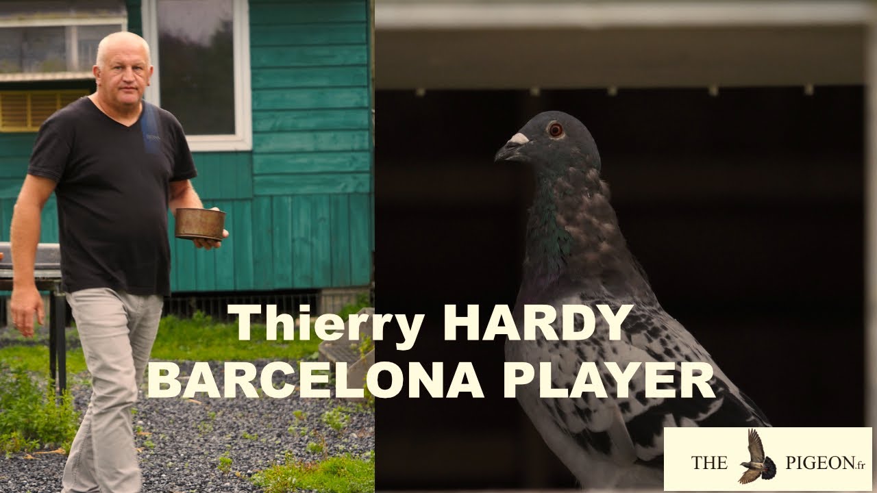 Thierry HARDY présente 3 extras pigeons - Thierry HARDY shows us three extra pigeons - YouTube