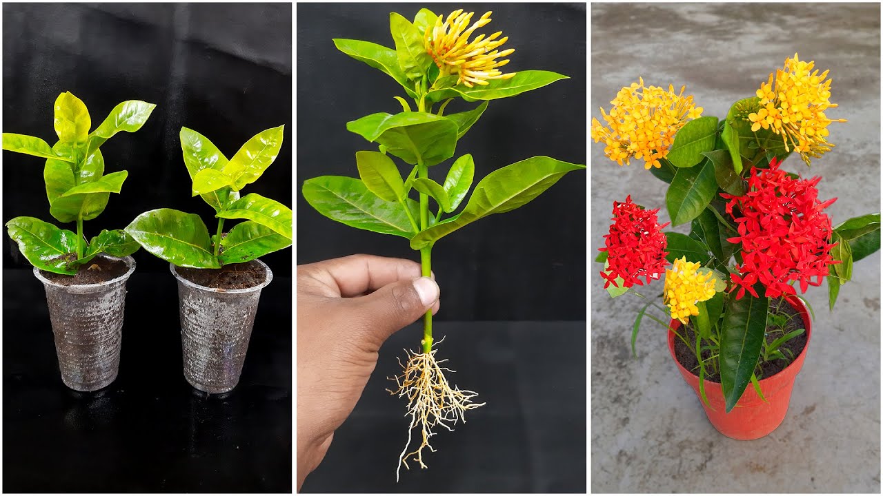Simple idea for grow ixora plant at home from cuttings || Best method for gardening - YouTube