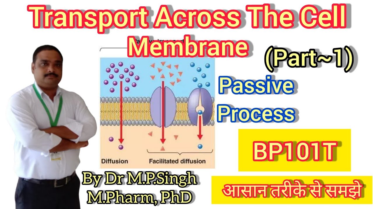Transport Across Cell Membrane | Passive Process | Human Anatomy ...