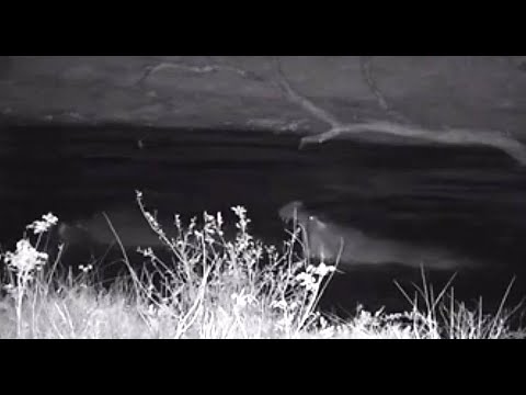 Dewey, our resident hippo going nuts on other hippos ( zoom ) 8-25-2023