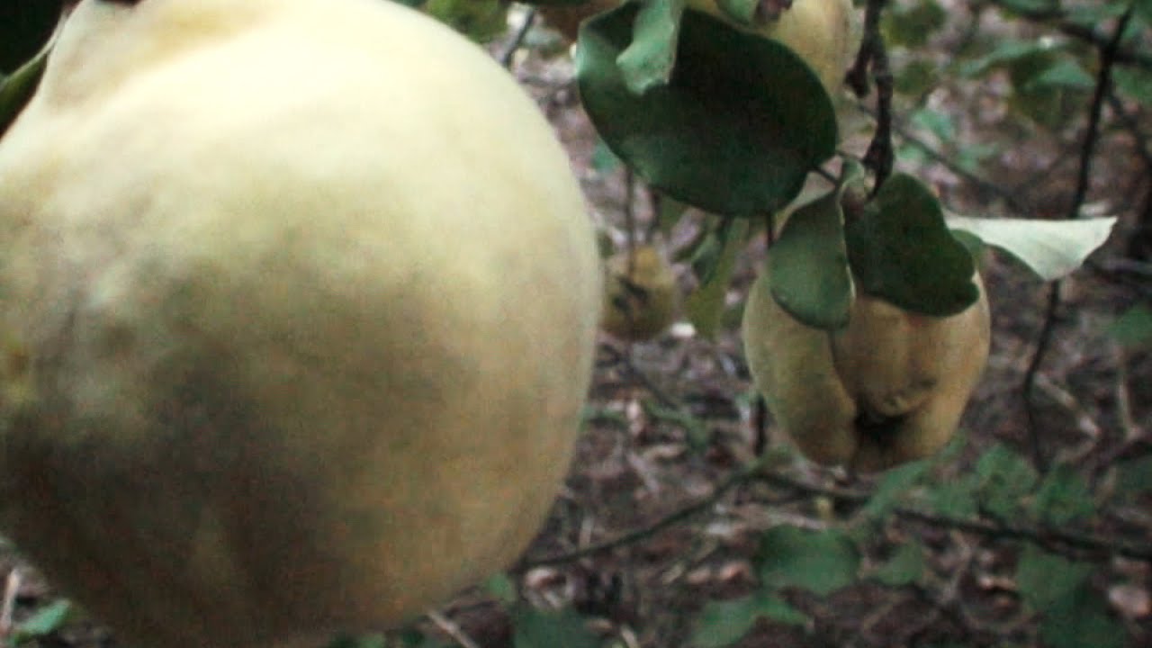Membrillo Fruta / Membrillero / Árbol membrillo - Arboles frutales ...