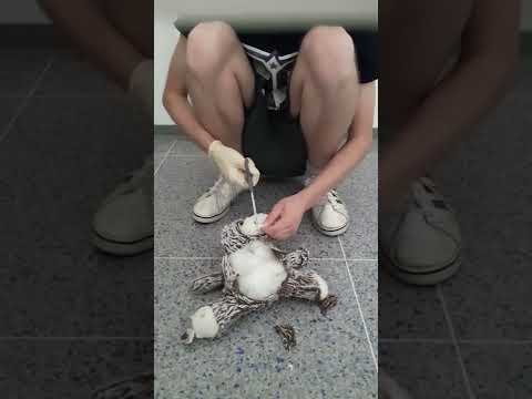 Toilet Teddy destruction Teddy trample/Plushie destruction/plush crush/plushie trample/destroy plush